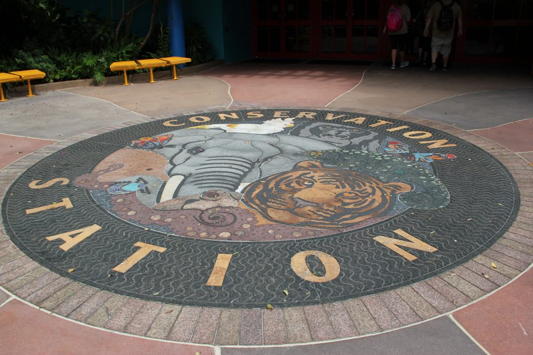 Saving Wildlife And The Planet With The Disney Conservation Fund